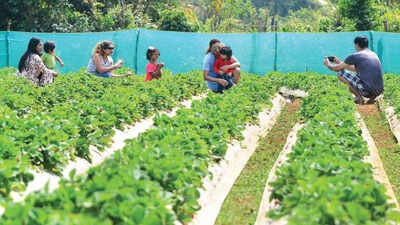 Goa farms to expand ‘barefoot luxury’ space for tourists | Goa News ...