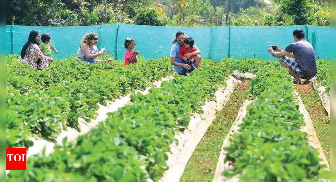 Goa farms to expand ‘barefoot luxury’ space for tourists | Goa News ...