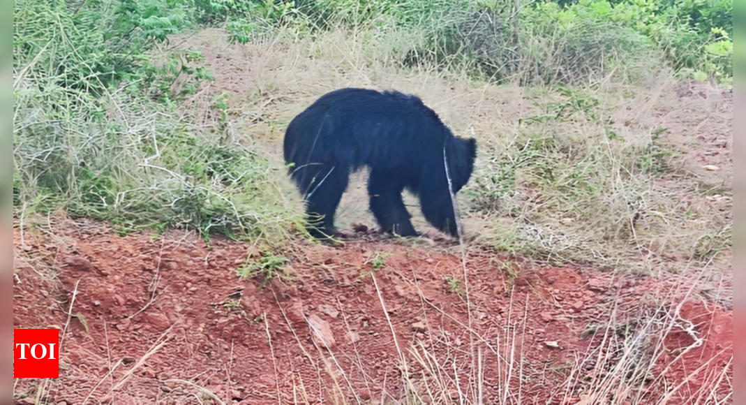 Injured sloth bear rescued in Andhra Pradesh’s Srikakulam district ...