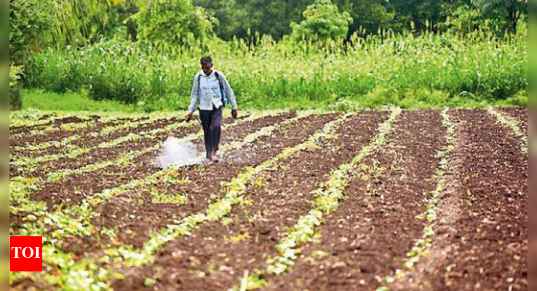 Gram: Massive drop in kharif gram sowing may hit Maha production ...