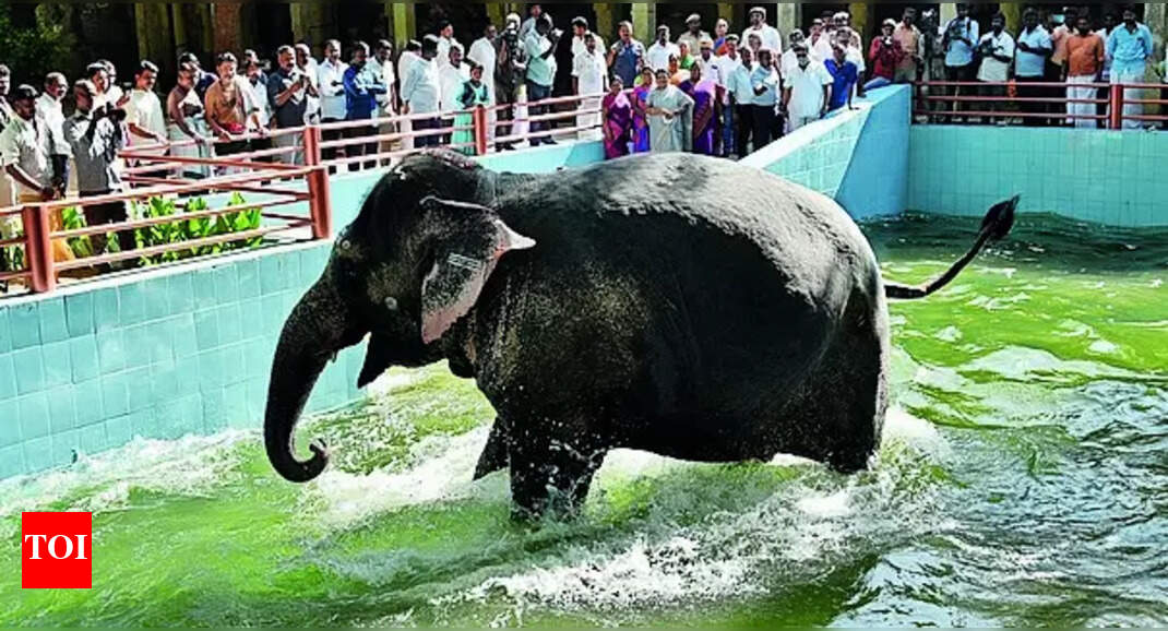 Produce: Elephant Parvathi Well Taken Care Of: Ptr | Madurai News - Times of India
