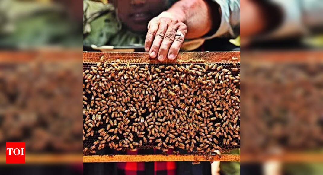 Patgaon To Become First Honey Village In Kolhapur District | Kolhapur ...