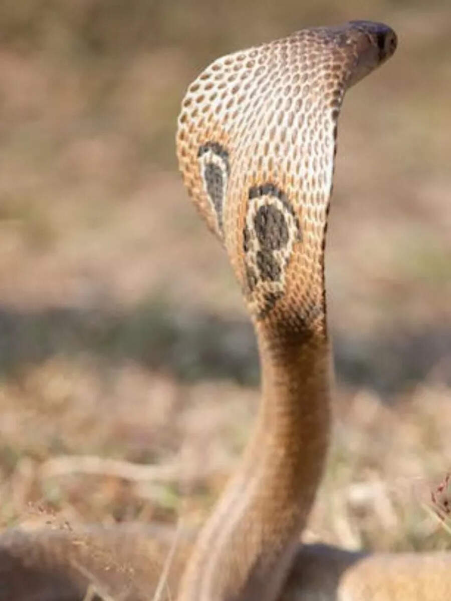 Top 7 Deadliest Animals In The World | Times Now