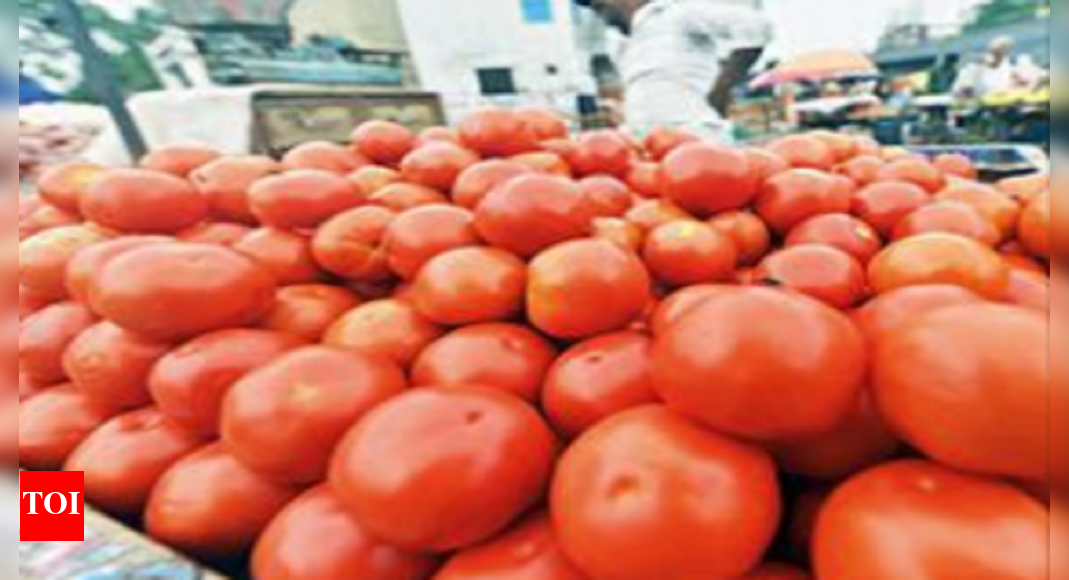 Farmers To Learn High-tech Ways For Quick Tomato Yield | Indore News ...