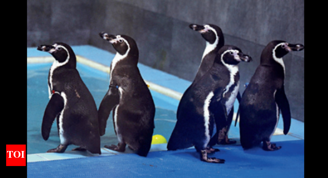 7 years after welcoming 8 penguins, Mumbai zoo now puts up 2 of 15 for ...