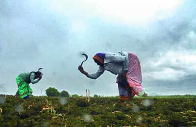 July Rain Eases M’wada Deficit But Sowing Target Not Met Yet ...
