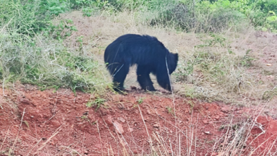 Man killed in bear attack on Bhopal outskirts | Bhopal News - Times of ...