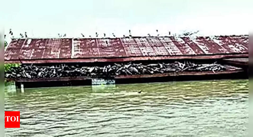 Assam Flood News: Fear Of Animal Attacks Adds To Woes Of Assam Flood ...