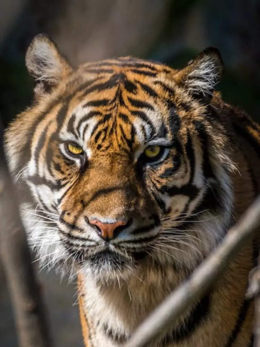 Top 10 Most Dangerous Apex Predators | Times Now