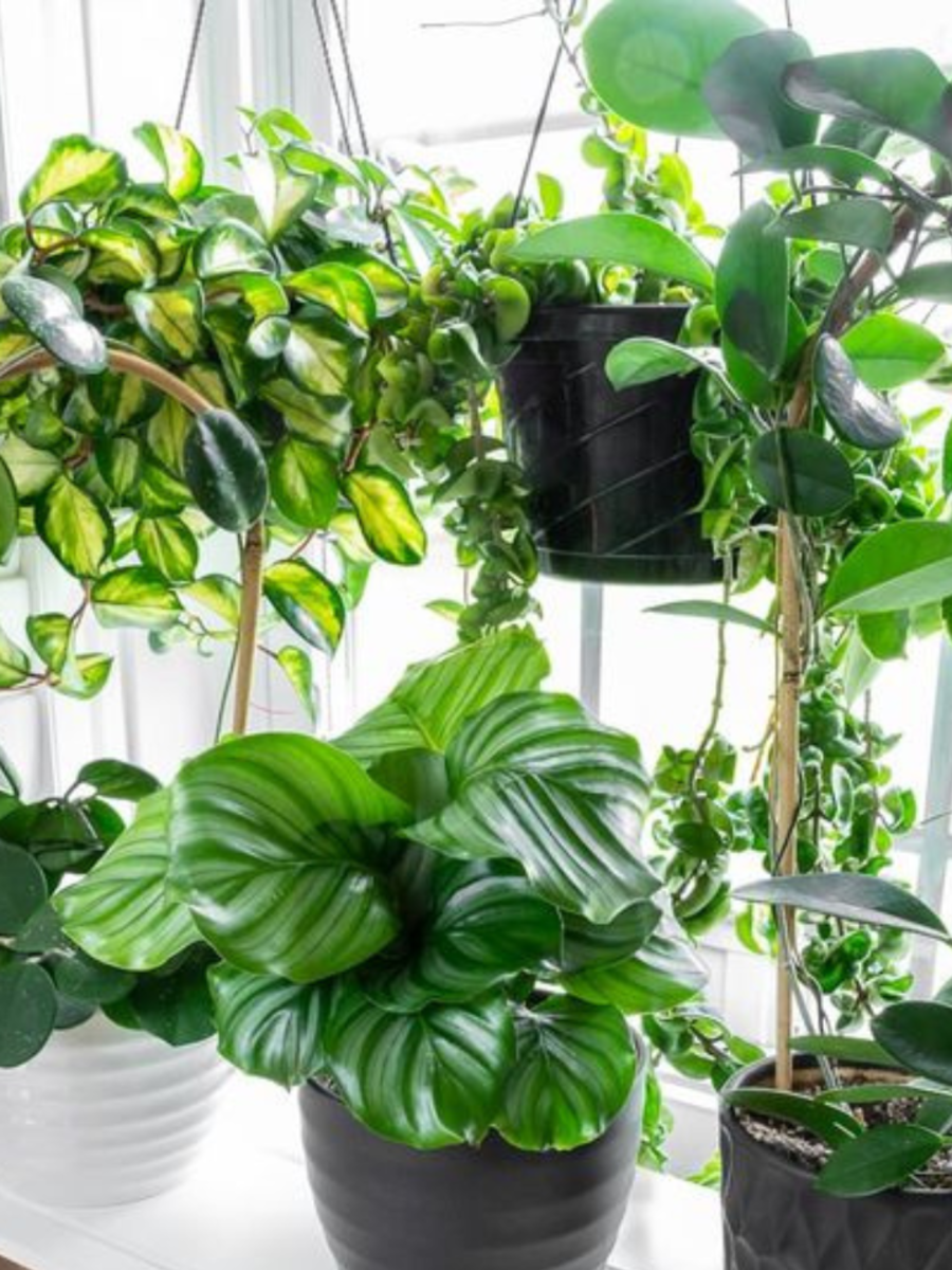Plants That Needs High Maintenance In Your House Garden | Times Now