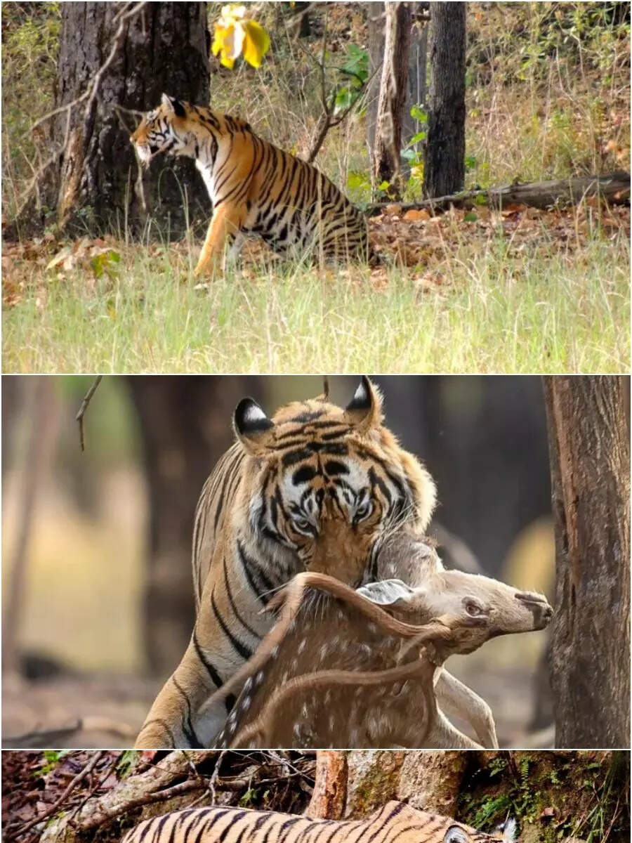 Winning entry of TOI's My Tiger Tale contest | Times of India