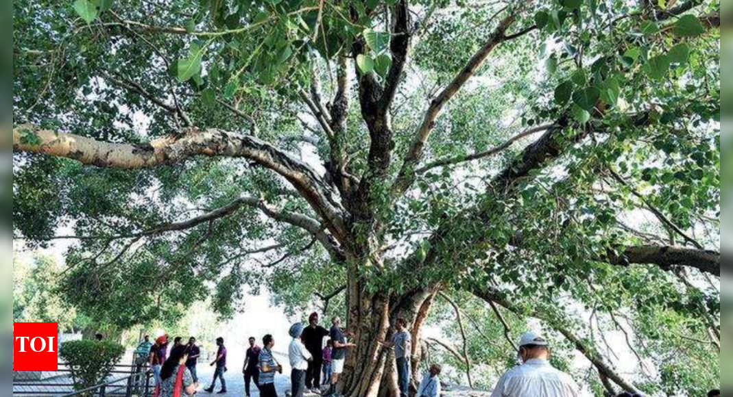 Yogi govt to maintain 948 heritage trees | Lucknow News - Times of India