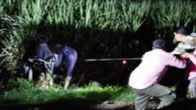 Indian gaur captured, released into wild | Pune News - Times of India