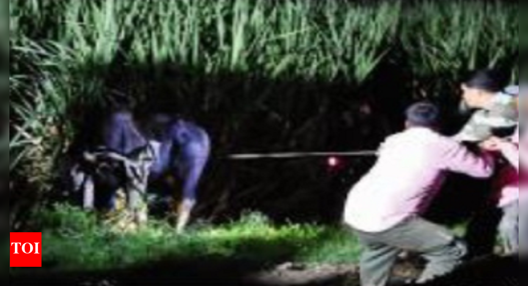 Indian gaur captured, released into wild | Pune News - Times of India