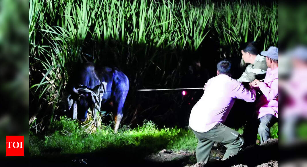 Indian Gaur Captured, Released Into Wild | Pune News - Times of India