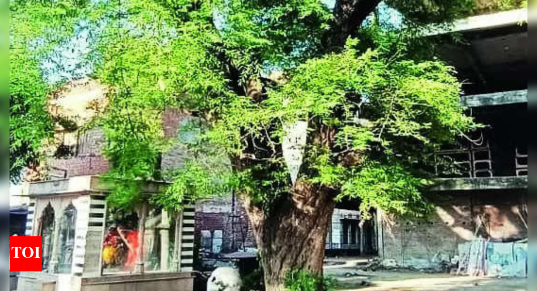 Kashi Tops In Heritage Trees Count With 99 Of 948 In Up | Varanasi News ...