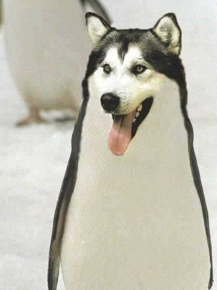 10 hilarious animal mashups created by netizens | Times of India