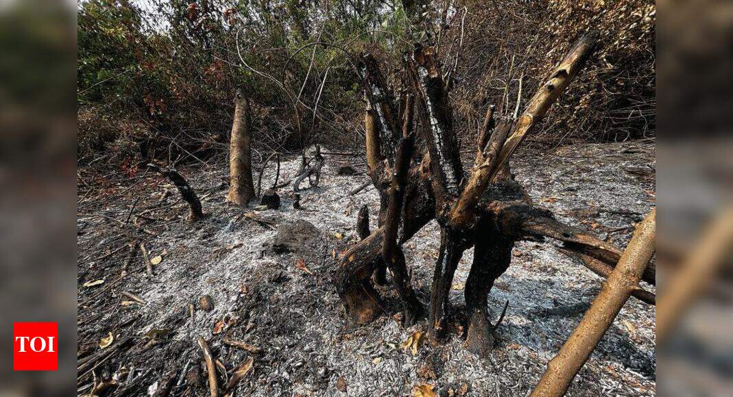 Rane: 34 cases of forest fires logged, restoration is on | Goa News ...