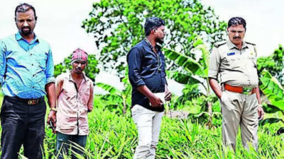 As ginger prices touch record high, thieves trouble farmers | Kozhikode ...