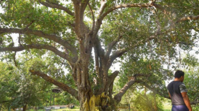 A first for city: Banyan at OBS, 2 more trees at Maripat railway ...