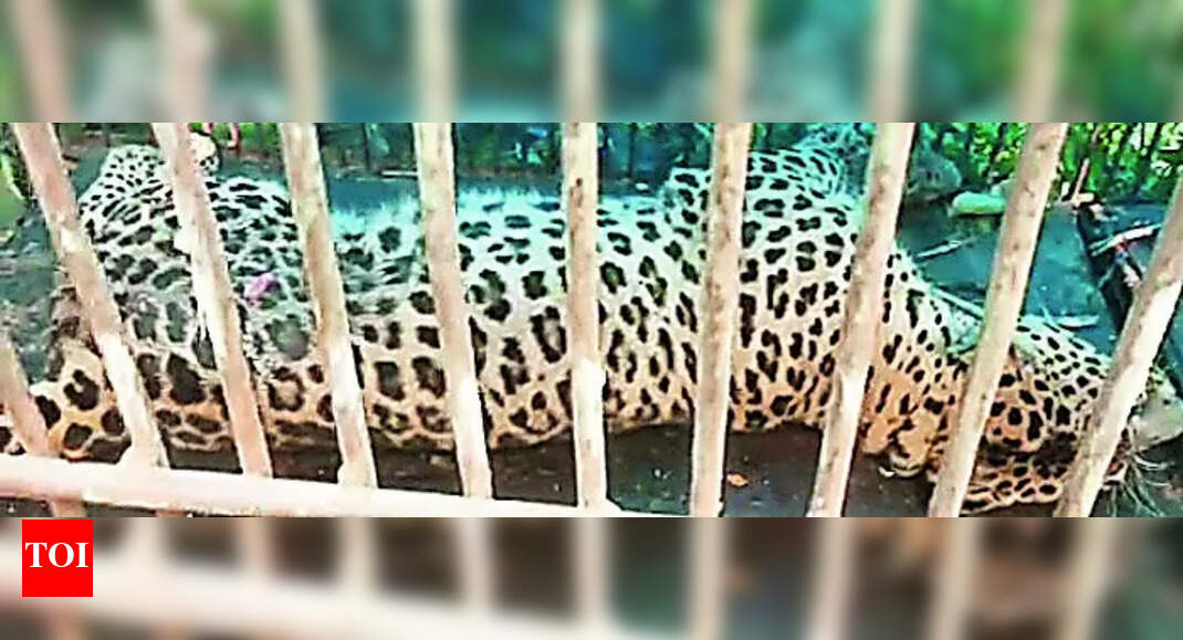 Leopard Caged In Dibrugarh ‘injured’, Taken To Kaziranga | Guwahati ...