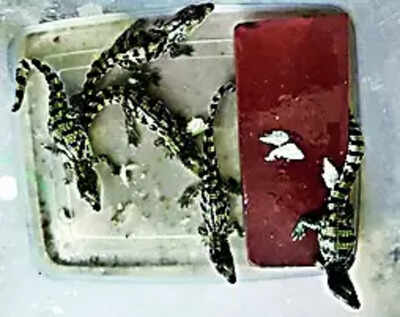 Eight Croc Eggs Hatch In Ranchi Zoo | Ranchi News - Times of India
