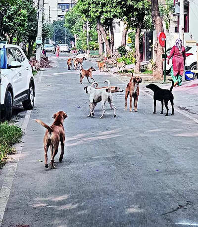 Stray Dog: Residents Distraught As Dogs Lord Over Streets | Ludhiana ...