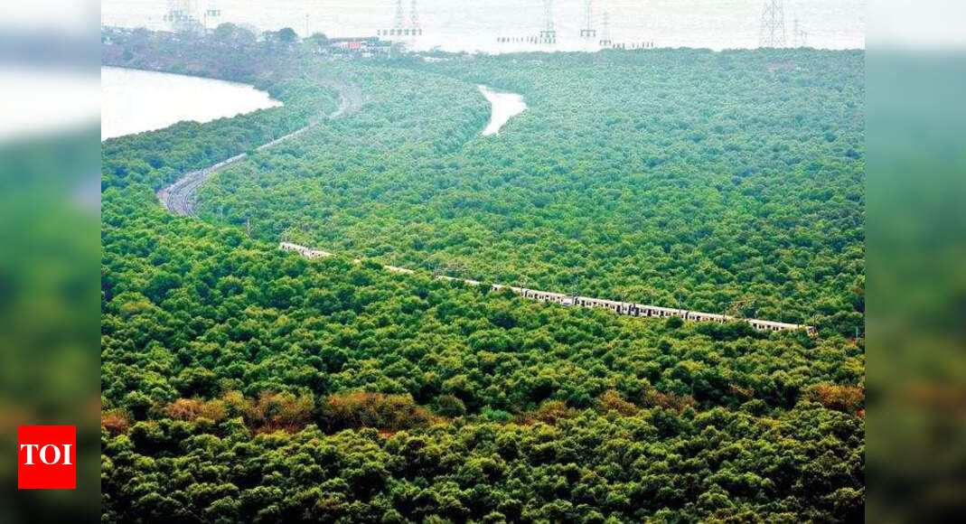 Control room to be set up to protect mangroves in MMR | Mumbai News ...