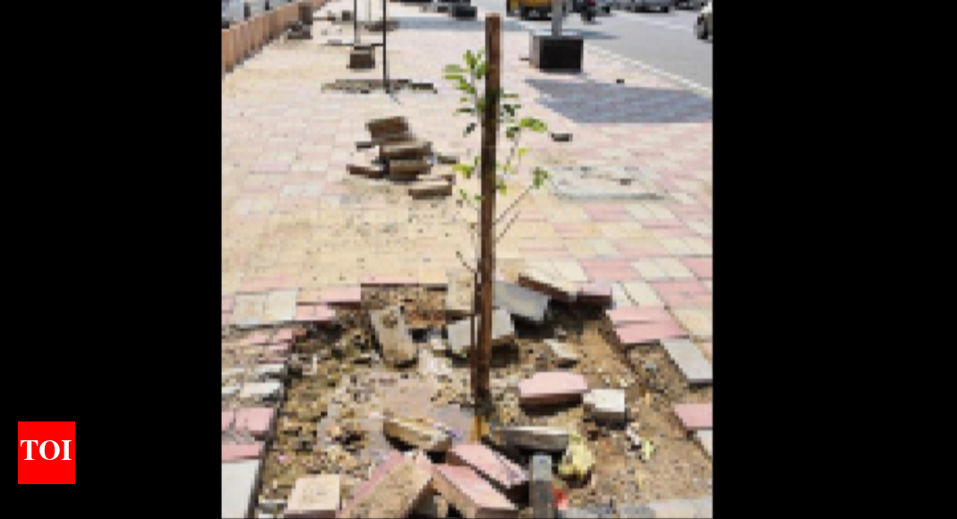 Footpaths dug up to plant trees following HC order, PWD to repair them ...
