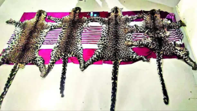 Four leopard skins seized, three wildlife traders held | Bhubaneswar ...