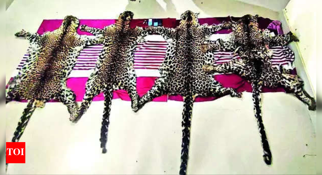 Four leopard skins seized, three wildlife traders held | Bhubaneswar ...