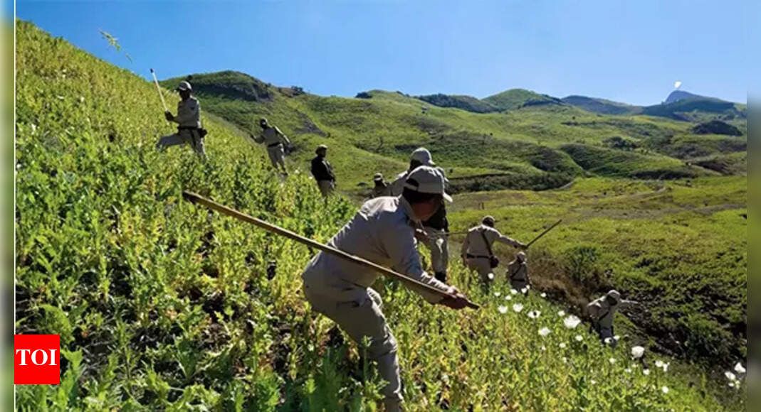 How money and migration drive Manipur's poppy farms | India News ...