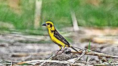 Finn’s Weaver Returns To Terai Forests | Dehradun News - Times of India
