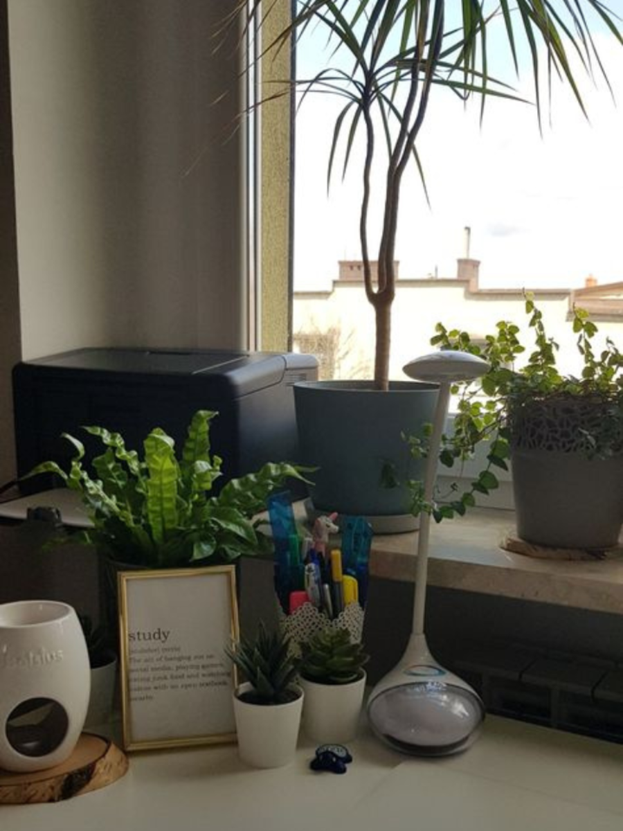 7 Indoor Plants You Should Keep On Study Table To Boost Productivity ...