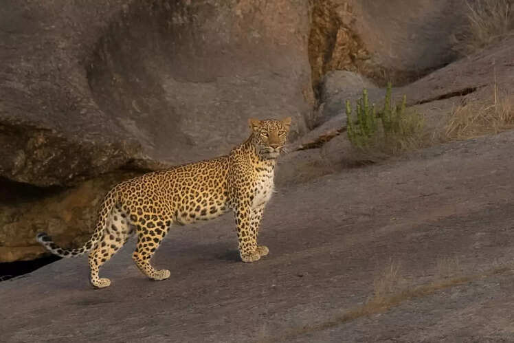 Places in Rajasthan where you can spot leopards | Times of India Travel