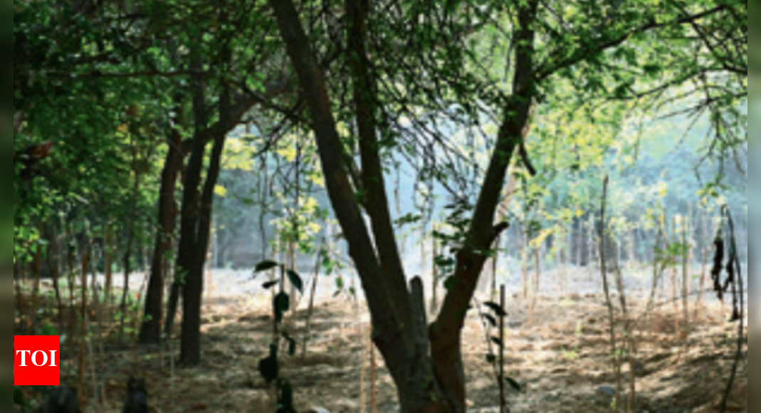 Forest station, control room among plans to protect trees | Delhi News ...