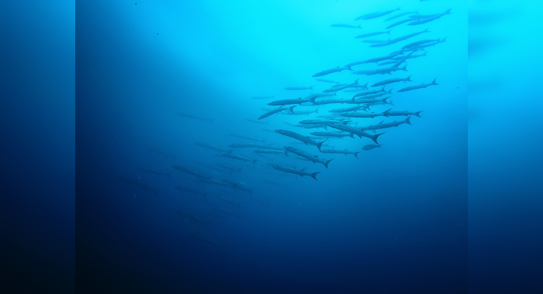 This hidden line discovered in Pacific Ocean divides marine world into ...