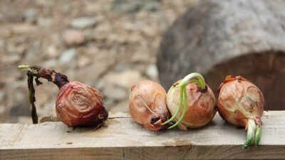 5 simple tips to save onions from rotting - Times of India