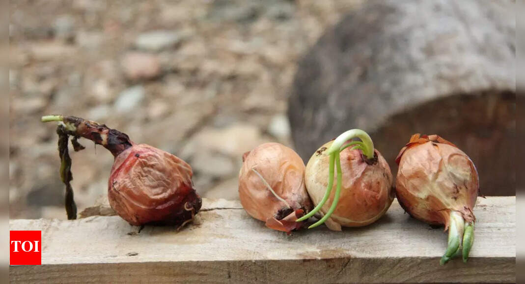 5 simple tips to save onions from rotting - Times of India