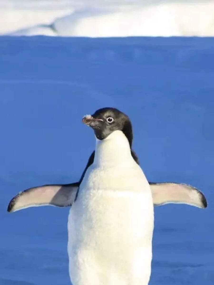 7 Birds That Can't Fly | Times Now