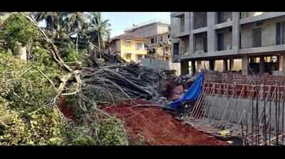 Process to replant uprooted banyan tree at Baga to commence today | Goa ...