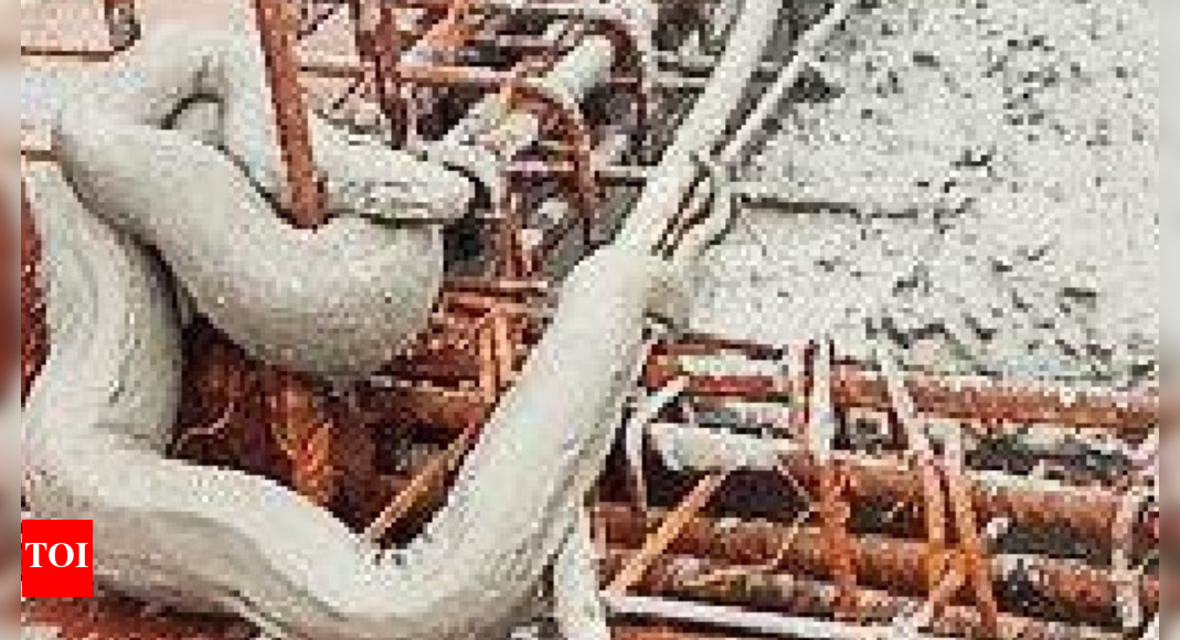 Punjab: Python in Mumbai: 4-ft-long python slithers up 13 floors in ...