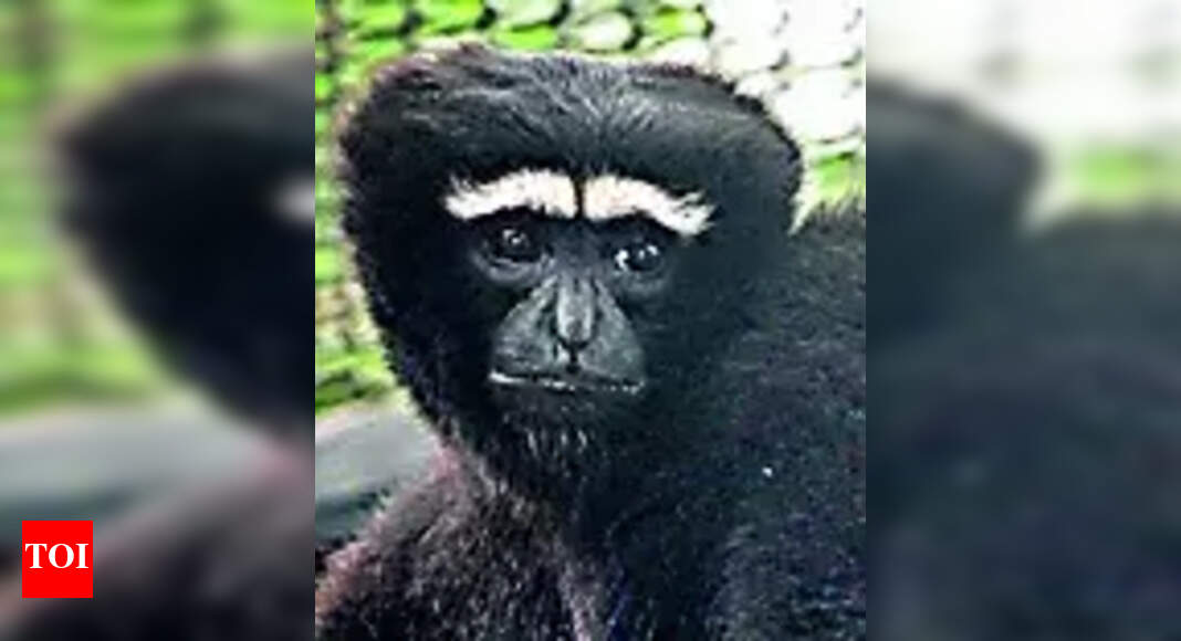 City Zoo Gets 2 Hoolock Gibbons After 35 Years | Bhubaneswar News ...