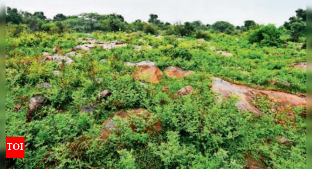 Going Back To The Roots: How The Aravalis In Badkhal Were Restored ...