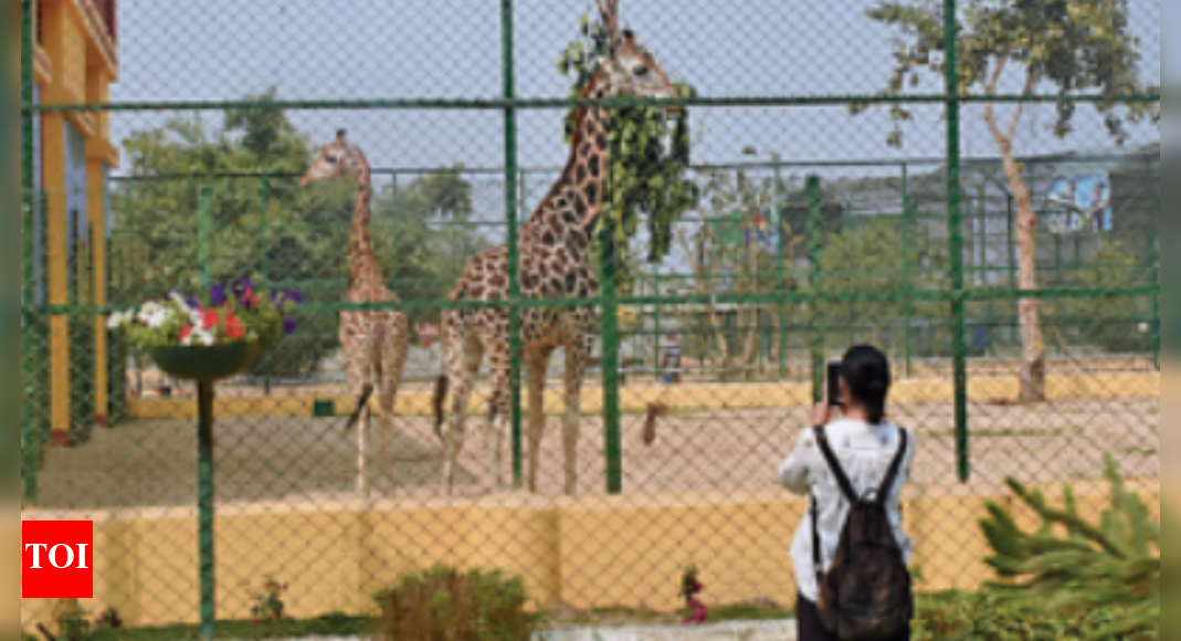 New Town Mini Zoo To House Six Tigers, Six Lions | Kolkata News - Times ...