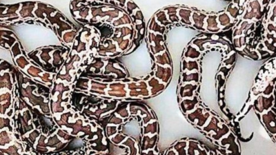 Eggs-traordinary Rescue: Baby Pythons Saved From Cold Fate | Ahmedabad ...