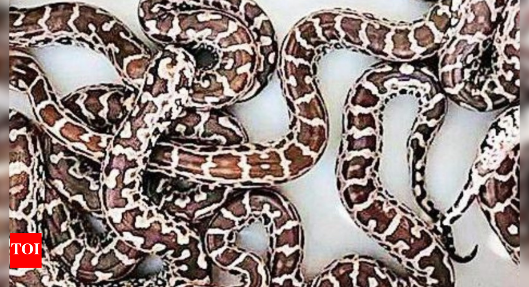 Eggs-traordinary Rescue: Baby Pythons Saved From Cold Fate | Ahmedabad ...