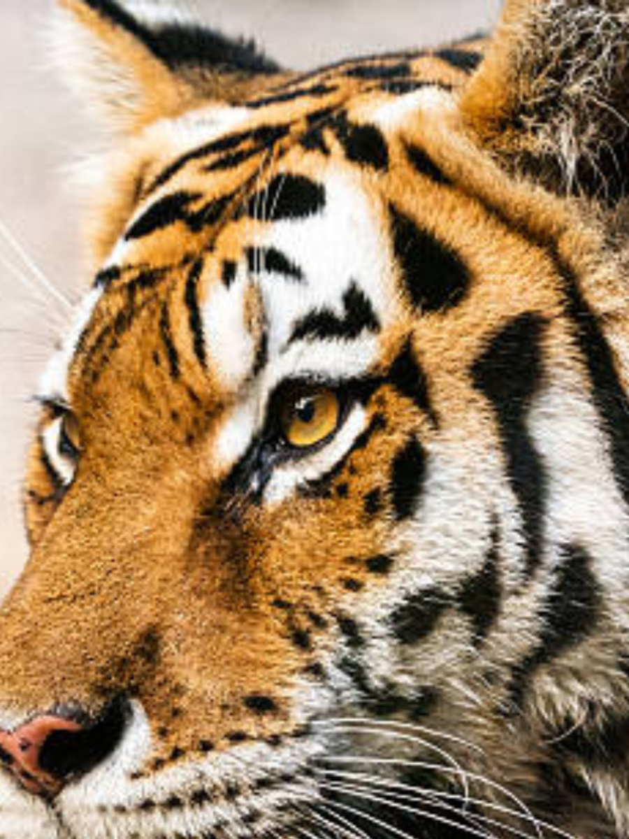 5 Countries With Highest Tiger Population, India Tops The Chart | Times Now