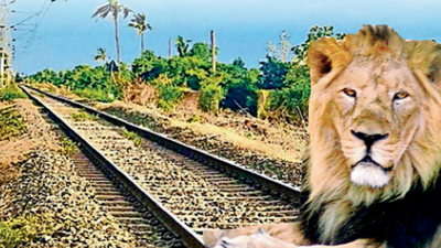 Wildlife Conservation: Track-ing: Ucchaiya A Hazard Zone For Lions ...