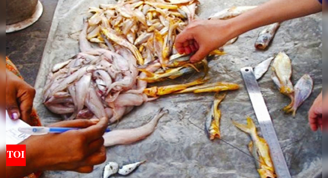 Health, eco alarm over microplastic in gut of Sundarbans fish species ...